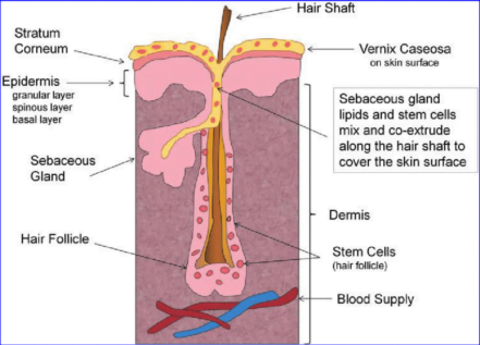 Vernix caseosa: why is this substance so important for babies at birth ...